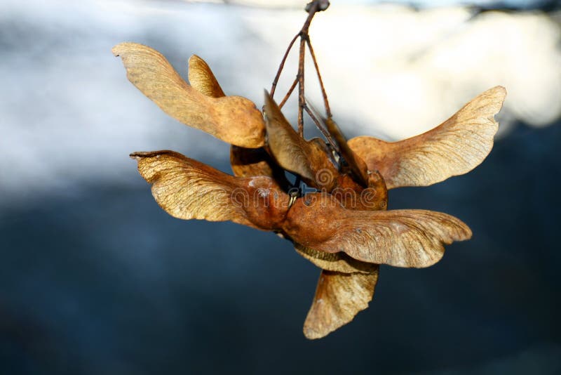 Dry acer seeds on twig stock photo. Image of reproduction - 207622456