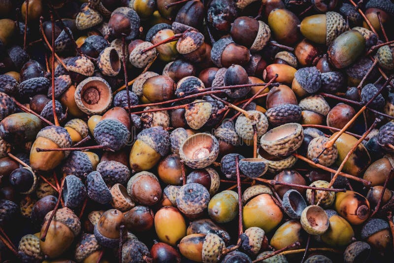 Dry Acorn Background. Texture Stock Image - Image of brown, october ...