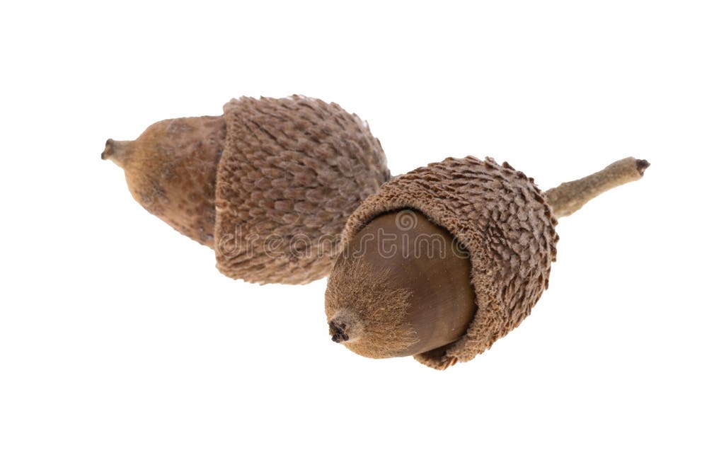 Dry acorn isolated stock image. Image of object, acorns - 295477641