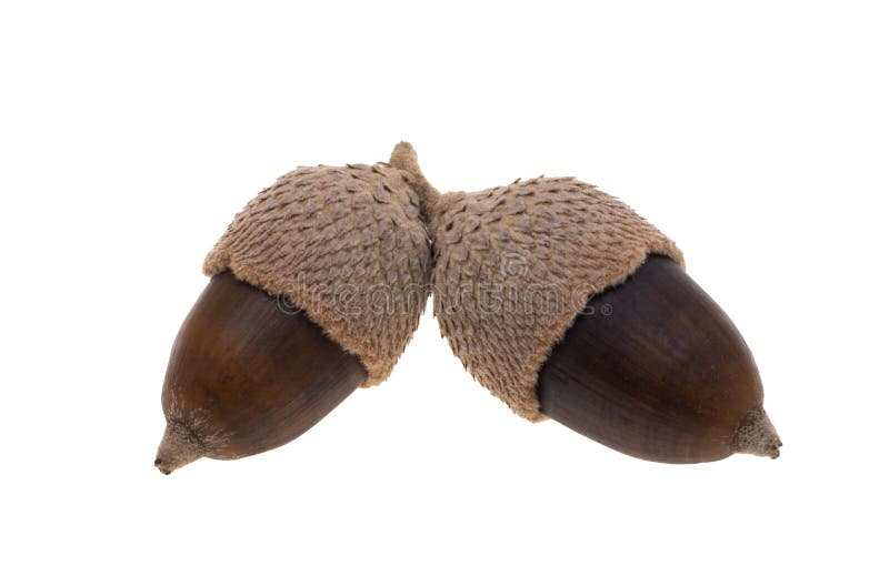 Dry acorn isolated stock image. Image of single, natural - 295477647