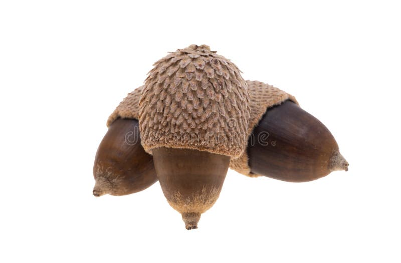 Dry acorn isolated stock photo. Image of isolated, background - 295477650