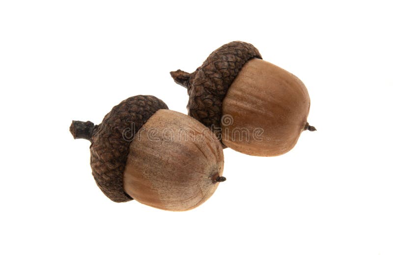 Dry acorn isolated stock image. Image of snack, fruit - 202627961