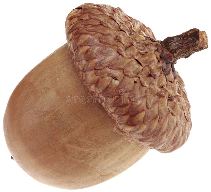 One Acorn Cutout stock photo. Image of brown, autumn - 29993862