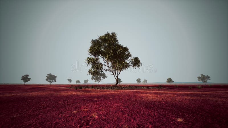 Dry African Savannah with Trees Stock Image - Image of scenery, namibia ...