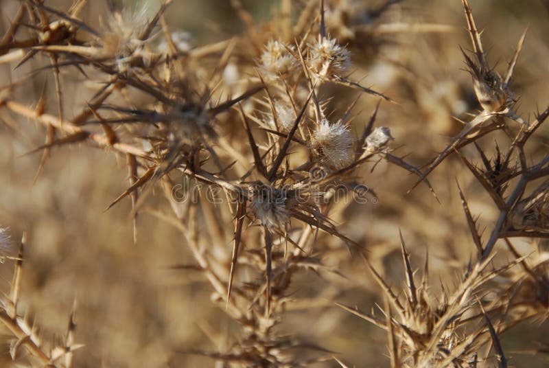 Dry aggressive prickles stock photo. Image of inhospitable - 3883534