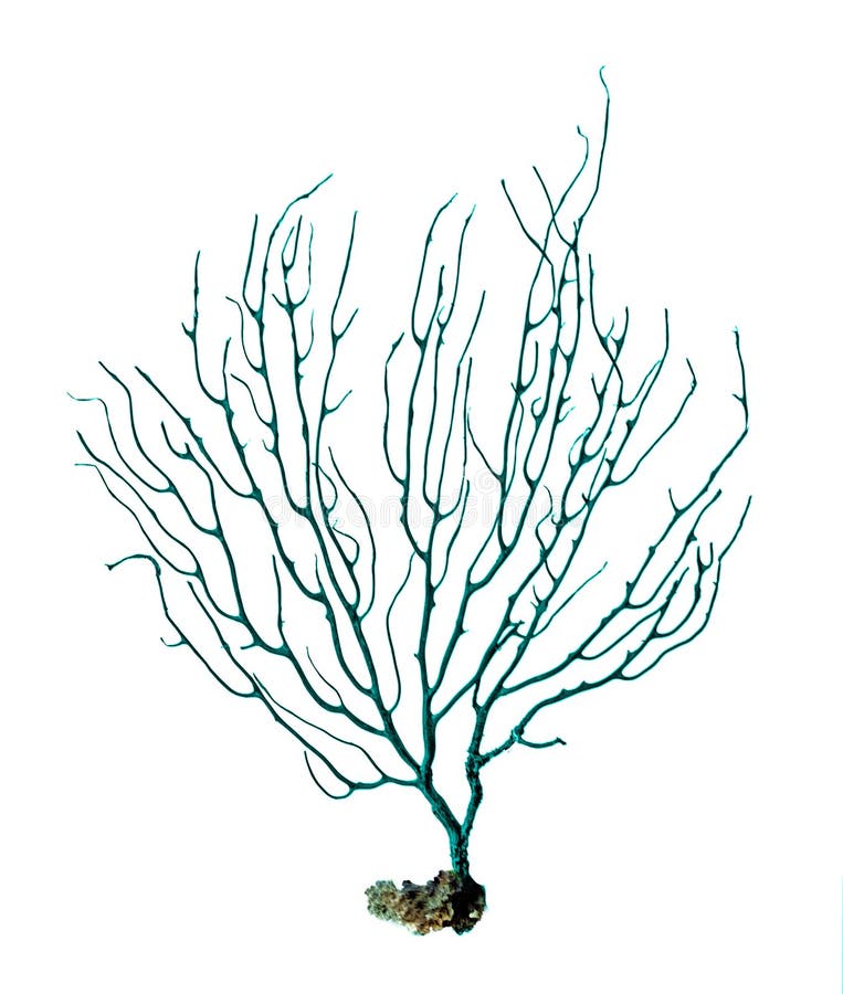 Dry Algae Isolated on White Stock Image - Image of background, algae ...