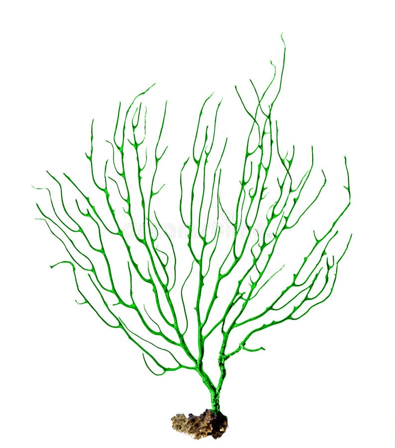 Dry Algae Isolated on White Stock Image - Image of background, algae ...