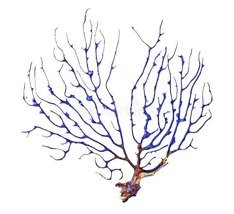 Dry Algae Isolated on White Stock Photo - Image of isolated, biology ...