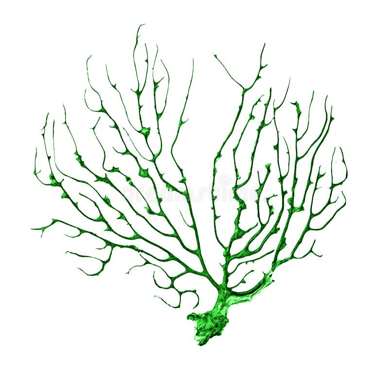 Dry Algae Isolated on White Stock Photo - Image of closeup, algae ...