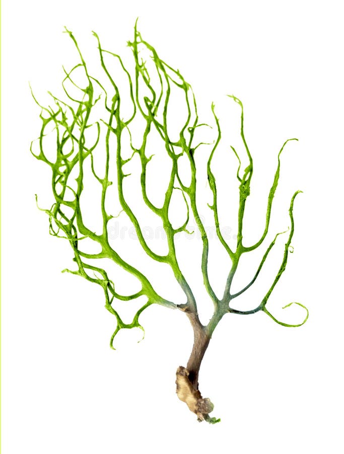 16,466 Algae White Background Stock Photos - Free & Royalty-Free Stock ...