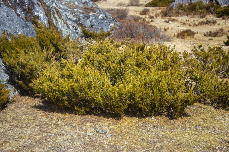 Dry Alpine Scrub Juniper Stock Photos - Free & Royalty-Free Stock ...