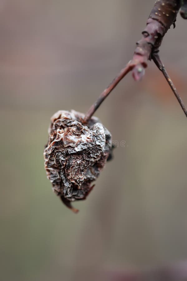 Dry Apple. Wet Withered Spoiled Apple in Cloudy Weather. Selective ...