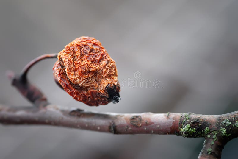 Dry Apple. Wet Withered Spoiled Apple in Cloudy Weather Stock Photo ...