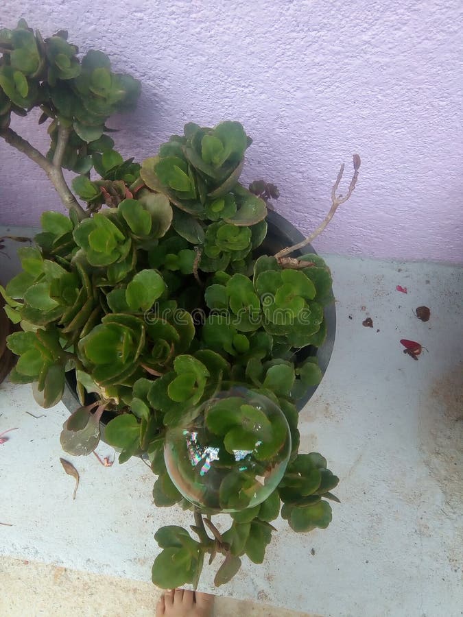 Flower pot stock image. Image of home, flower, area - 121105503