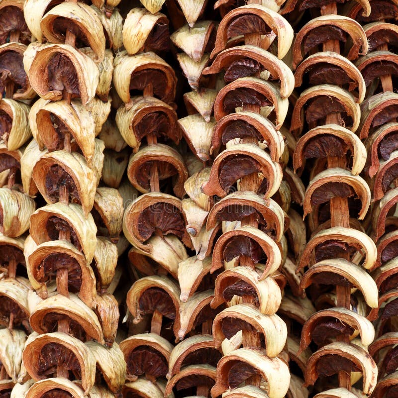 Dry Areca Nuts or Betel Nut or Areca Catechu Stock Image - Image of ...