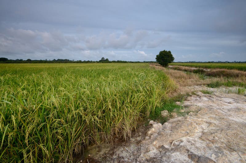 Dry and Arid Land with Failed Crops Due To Climate Change and Global ... Dry and Arid Land with Failed Crops Due To Climate Change and Global ...
