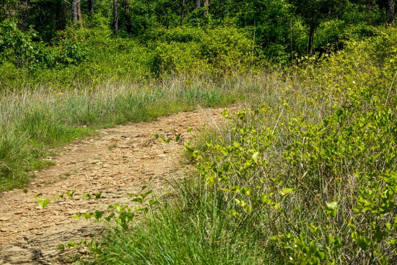 Dry Arid Path in the Woods in a Sunny Day Stock Photo - Image of ...