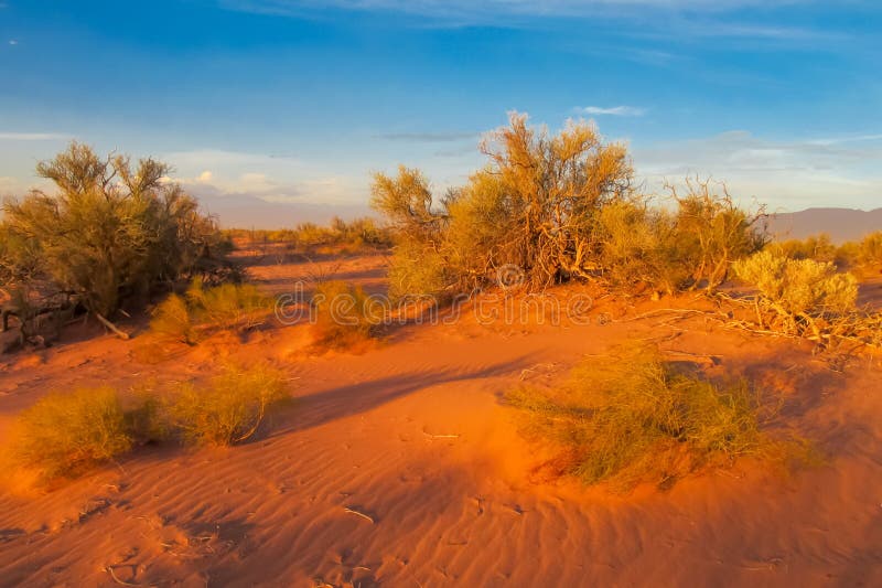 Dry arid red sand desert stock image. Image of nature - 314121403