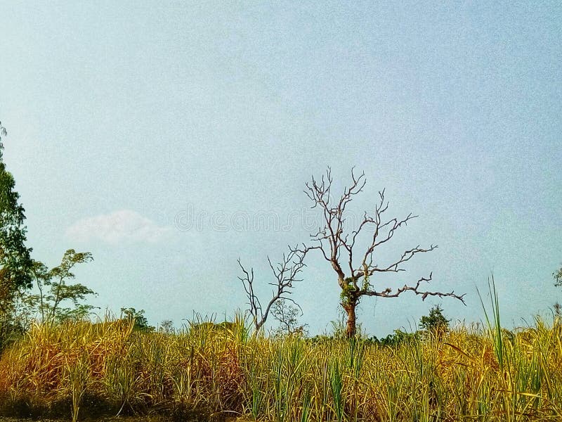 Dry, Arid, Trees, Sky, Fields Stock Image - Image of arid, fields ...
