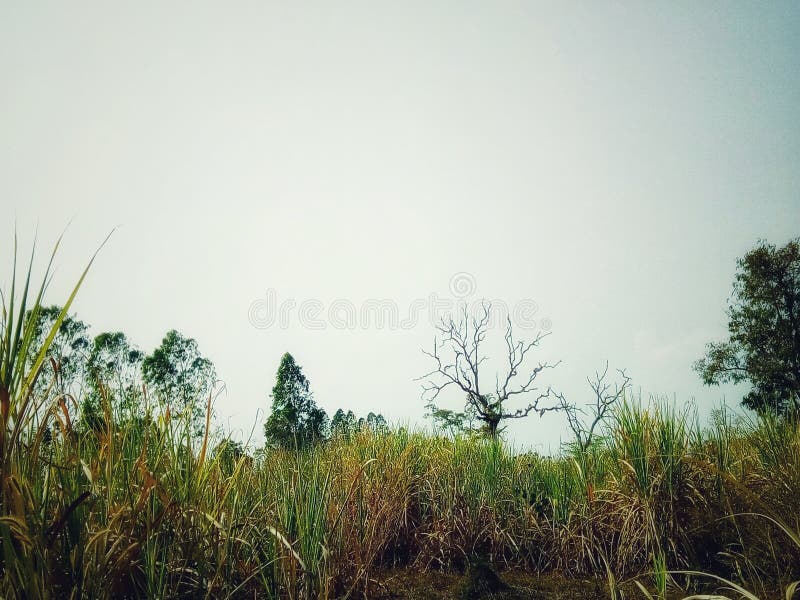 Dry, Arid, Trees, Sky, Fields Stock Photo - Image of trees, fields ...