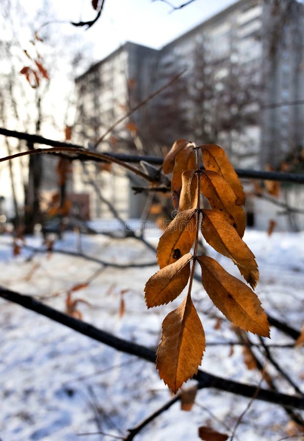 Dry Ash Leaves on the Tree Lit by the Sun Stock Photo - Image of plant ...
