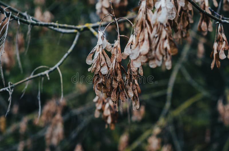 Dry Ash Seeds. Tree Branch with Dry Seeds Stock Image - Image of form ...