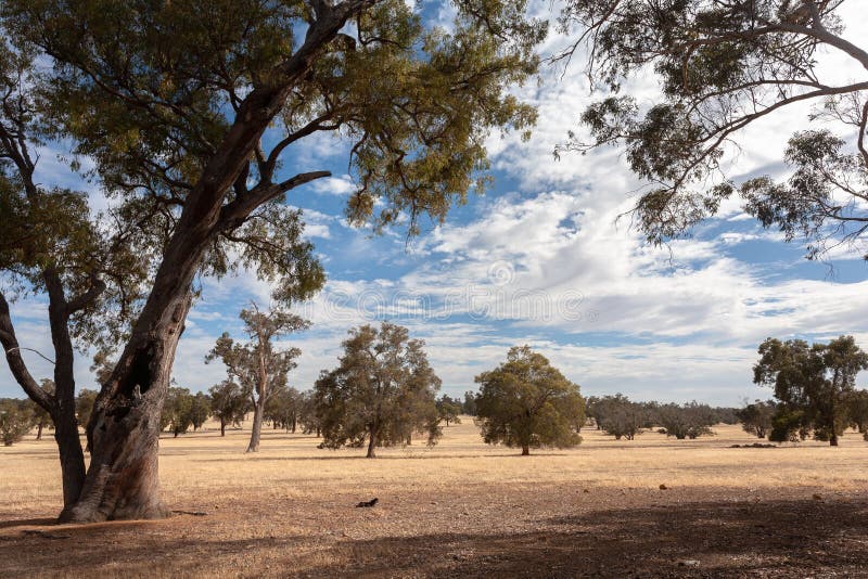 Dry Australian Flat Landscape with Trees Under a Blue Sky with White ...