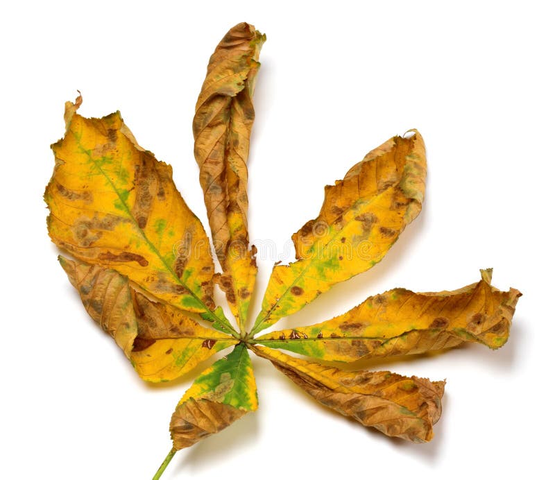 Dry autumn chestnut leaf stock photo. Image of fade, decor - 79901786