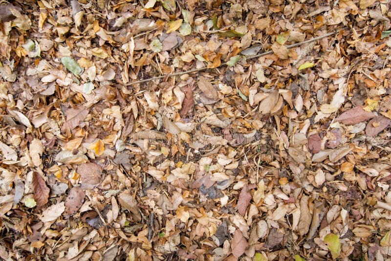 Dry Autumn Fallen Leaves on the Ground Texture Background Stock Image ...