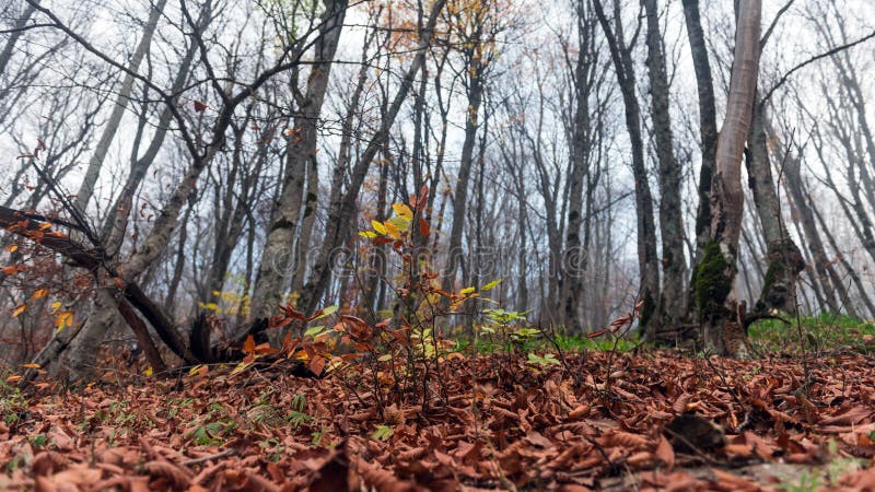 Dry Autumn Foliage in the Forest Stock Image - Image of dreamy, forrest ...