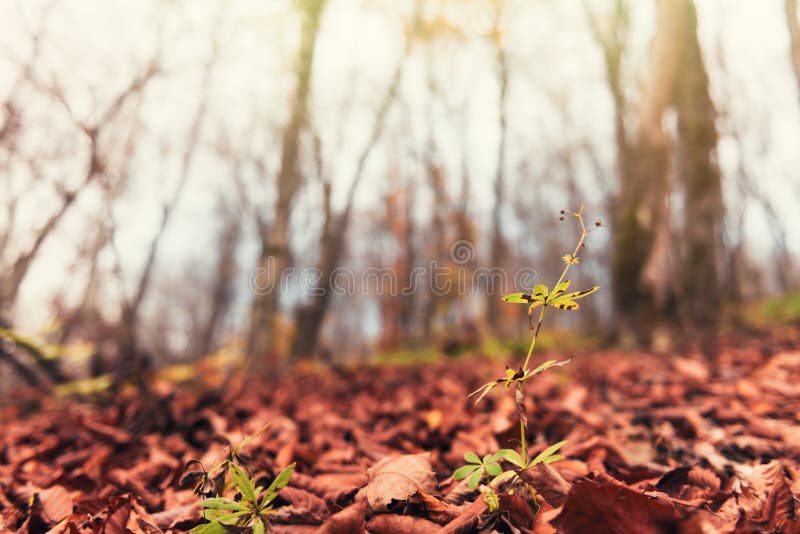 Dry Autumn Foliage in the Forest Stock Photo - Image of fall, evening ...
