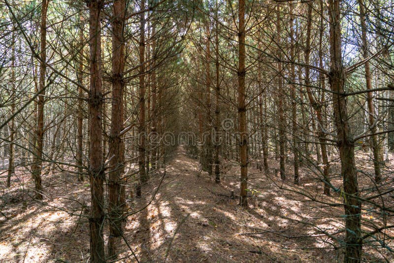 Dry Autumn Forest. Slender Rows of Coniferous Trees in the Forest ...