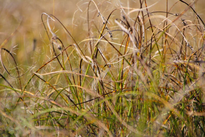 Dry Autumn Grass in the Field Stock Image - Image of light, sunshine ...