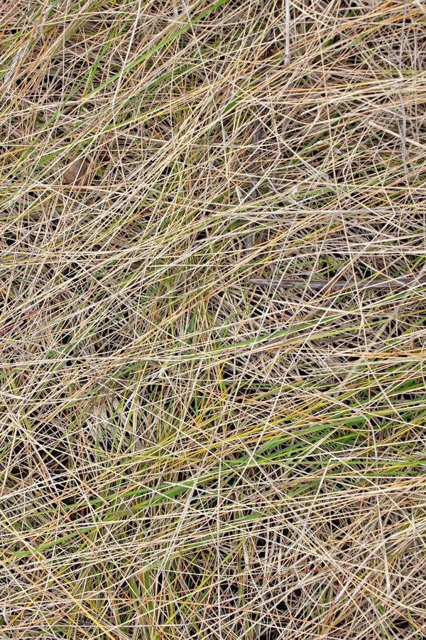 Dry Autumn Grass. Thin, Dry Stalks of Wild Grass Stock Photo - Image of ...