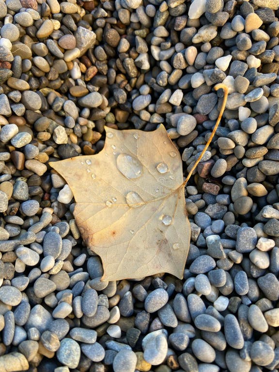 Dry autumn leaf on pebbles stock image. Image of season - 265115525