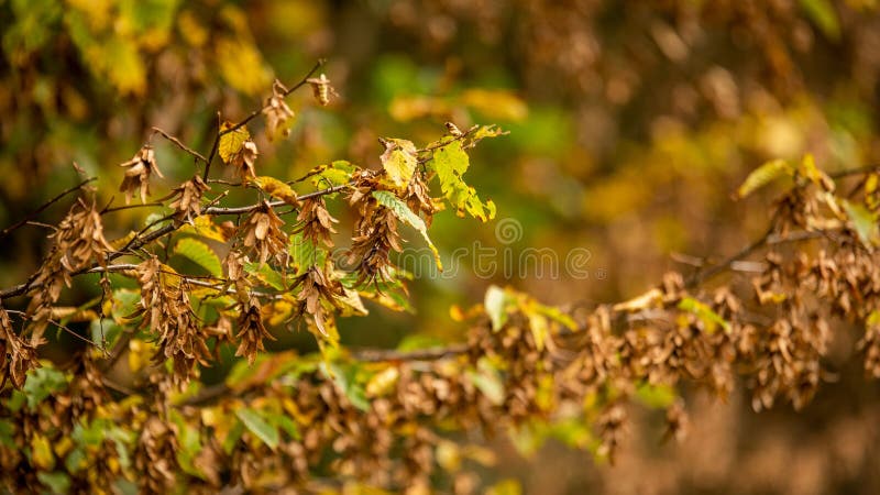 Dry Autumn Leave Son the Tree Branch Stock Photo - Image of travel ...