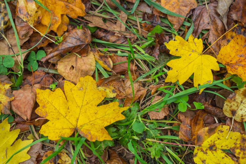 Dry Autumn Leaves Background Stock Image - Image of botany, falling ...