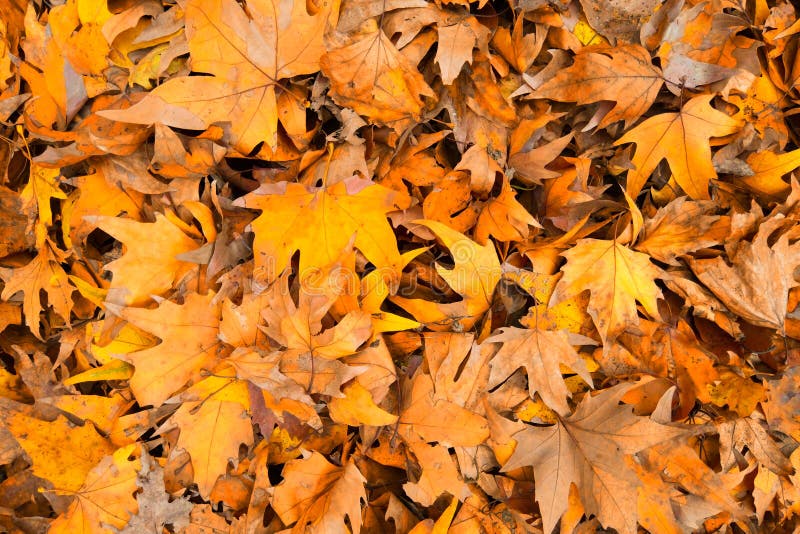 Dry Autumn Leaves Background Stock Image - Image of october, foliage ...