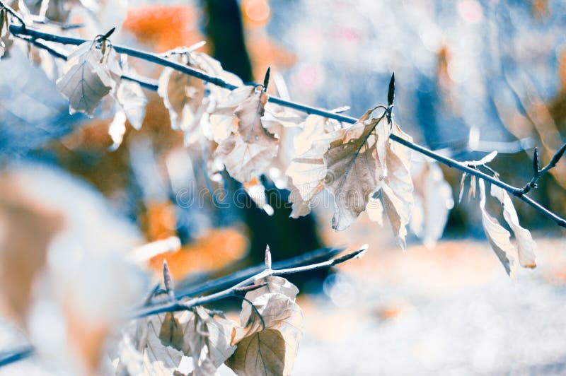 Dry Autumn Leaves On Branch Picture. Image: 83036265