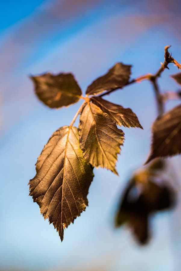 Dry autumn leaves stock photo. Image of selective, nature - 96726750