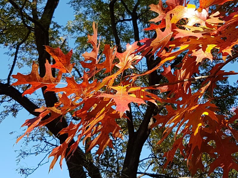 Dry Autumn Leaves on a Deciduous Tree Stock Photo - Image of tree ...