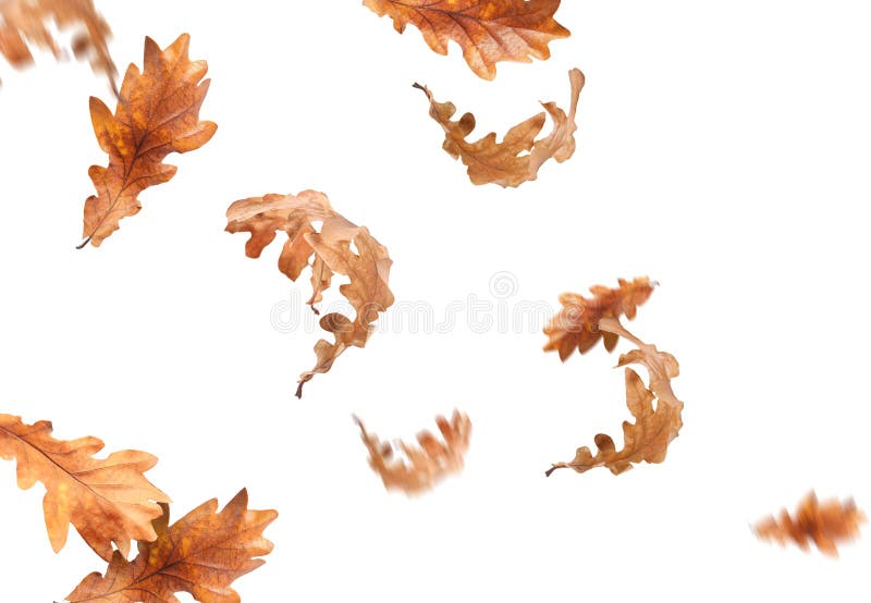 Dry Autumn Leaves Falling on White Background Stock Photo - Image of ...