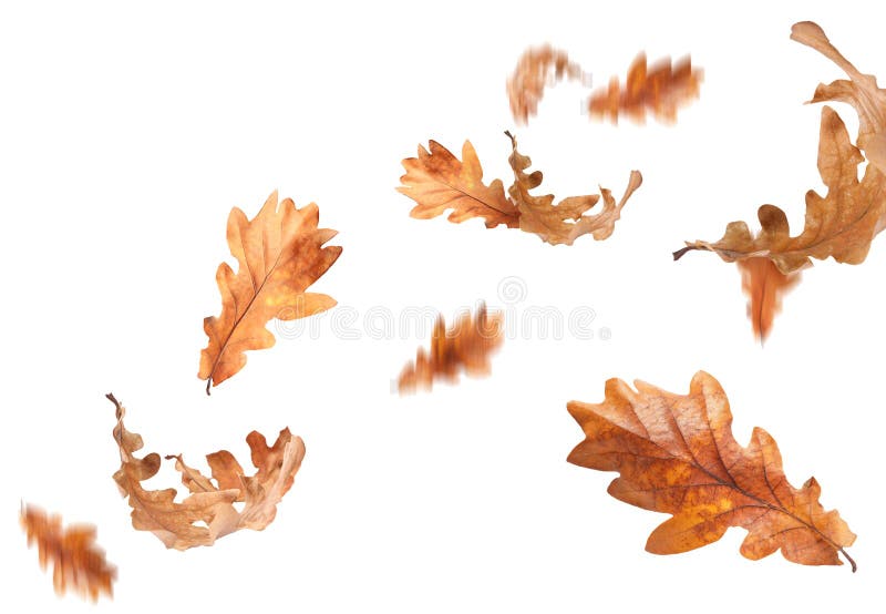 Dry Autumn Leaves Falling on White Background Stock Photo - Image of ...