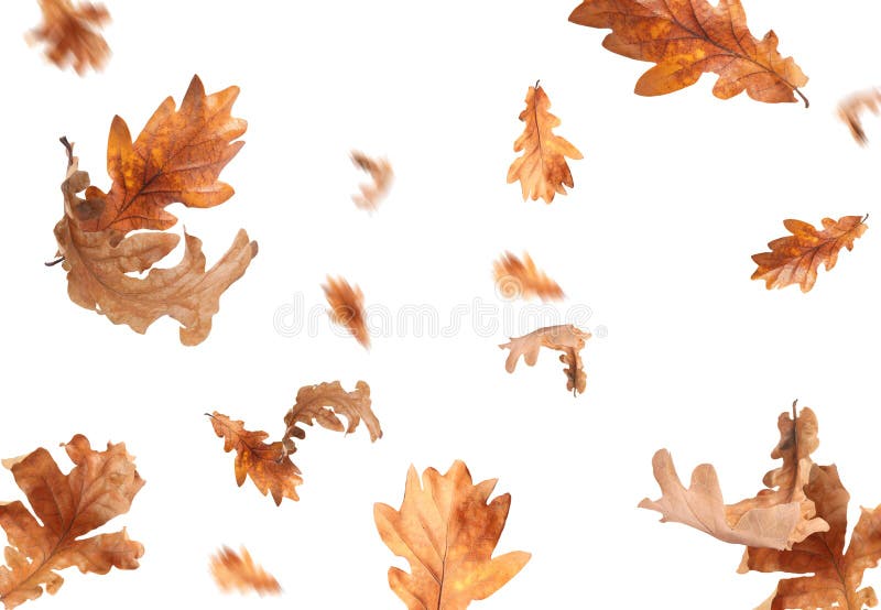 Dry Autumn Leaves Falling on White Background Stock Image - Image of ...