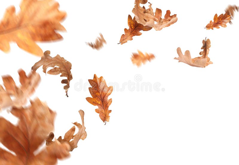 Dry Autumn Leaves Falling on White Background Stock Image - Image of ...