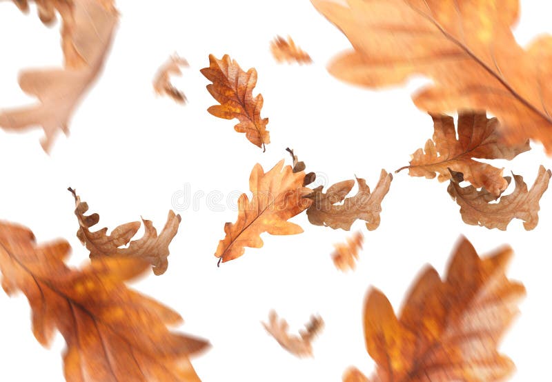 Dry Autumn Leaves Falling on White Background Stock Image - Image of ...