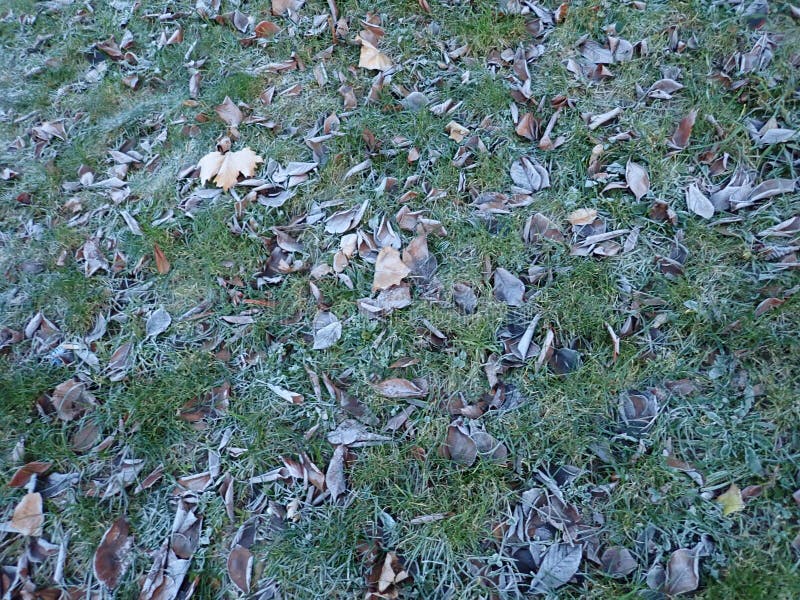 Zoom Change Back Ground Stock Photos - Free & Royalty-Free Stock Photos ...