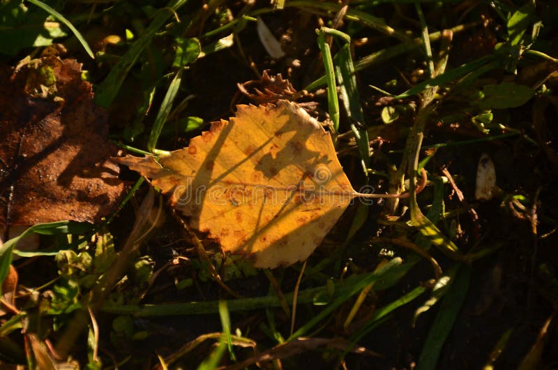 Dry Autumn Leaves with Grass Shadow Stock Photo - Image of gardening ...