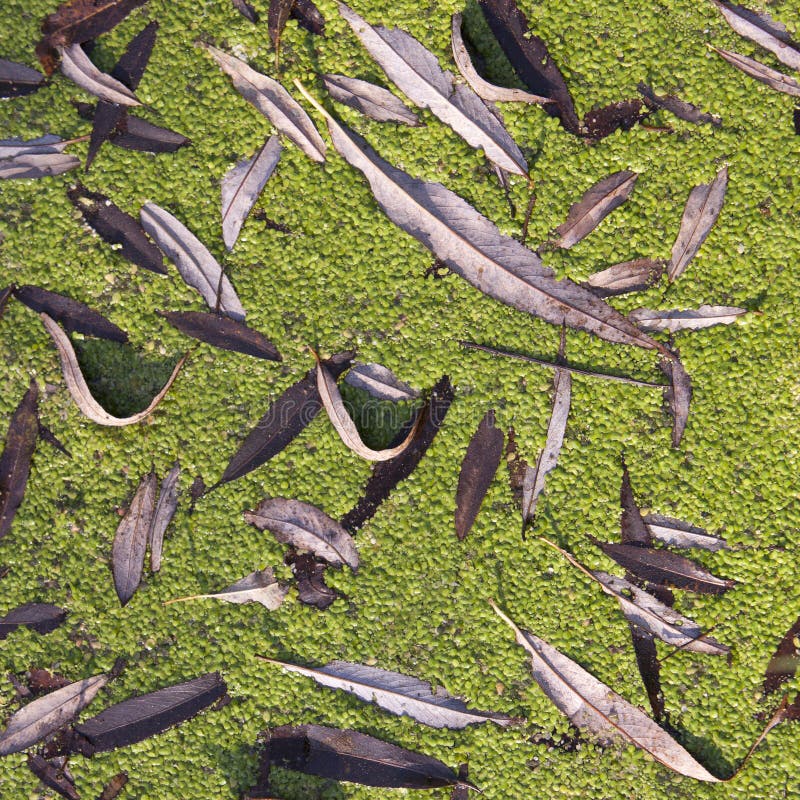 Dry Autumn Leaves on Green Duckweed in Pond Stock Image - Image of ...