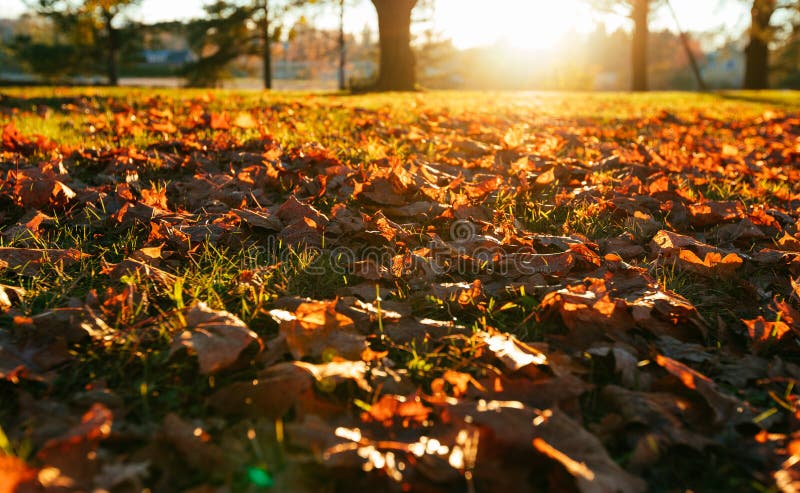 Dry Autumn Leaves on the Ground in Sunny Weather Stock Photo - Image of ...